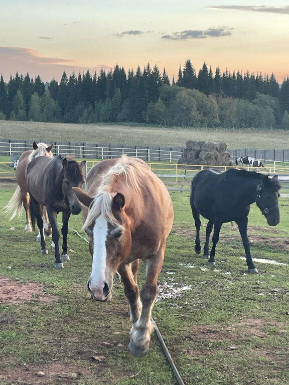 At ve binicilik kulüpleri Башкултаево, Permski krayı, foto