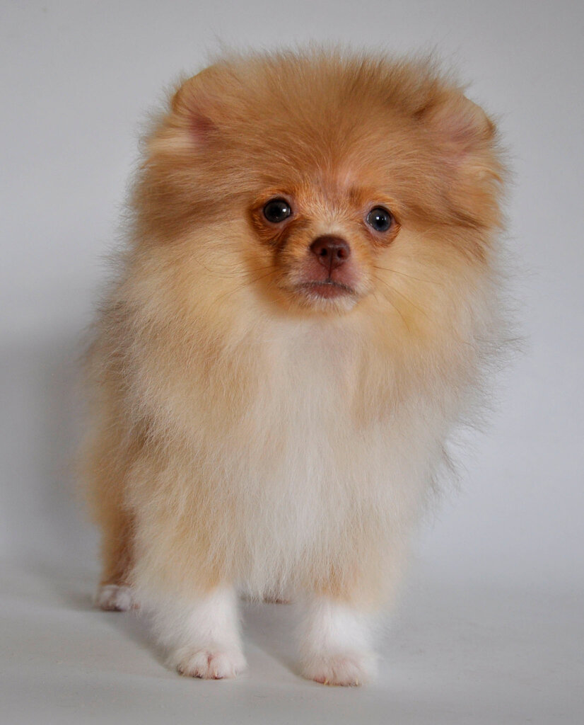 Evcil hayvan yetiştiricileri Iz Skazgrad, Nijegorodskaya oblastı, foto