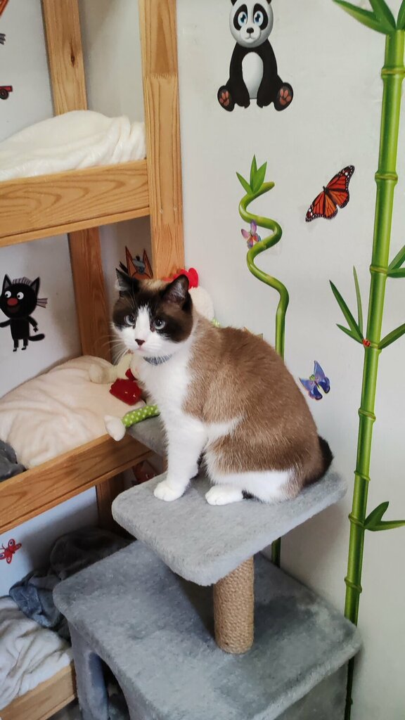 Pet otel Kot Felix, Tomsk, foto