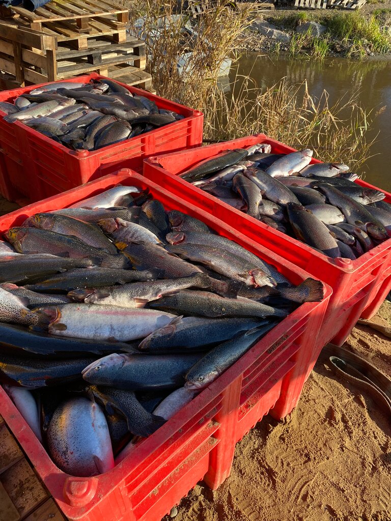 Balık çiftçiliği ve toptancıları Karelian trout, Karelya, foto