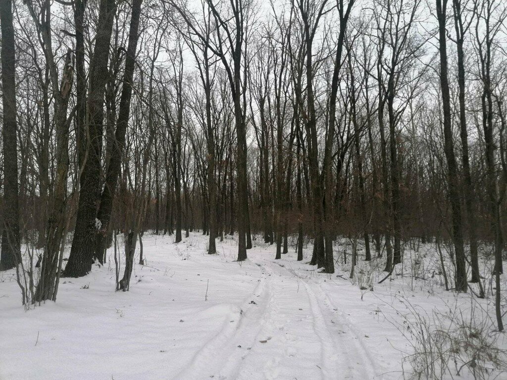 Orman Государственный природный заказник Зеленые насаждения, Belgorodskaya oblastı, foto