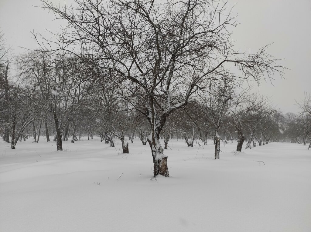 Bahçe Яблоневый сад при даче Башкирцева, Semiluki, foto