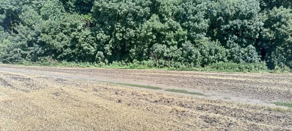 Orman урочище Каменное, Belgorodskaya oblastı, foto