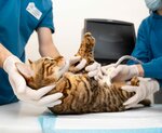 Mike’s Vet (54A, 39 Street, Al Barsha 3, Al Barsha, Hadaeq Mohammed Bin Rashid, Dubai), veteriner klinikleri  Dubai'den