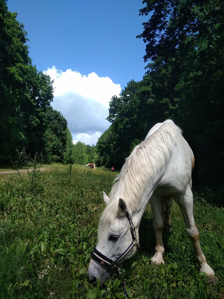 At ve binicilik kulüpleri Конь Белый, Samara, foto