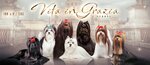 Yorki Vita in Grazia (Moscow Region, Istra Municipal District, derevnya Leshkovo, KP Usadba Alekseyevo, Blagoveshchenskaya ulitsa), evcil hayvan yetiştiricileri  Moskova ve Moskovskaya oblastından