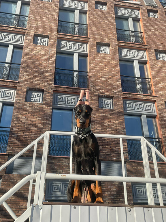 Köpek gezdirme alanları Dog park, Moskova, foto