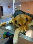 Лапки (ulitsa 9 Maya No:2А), veteriner klinikleri  Belogorsk'tan