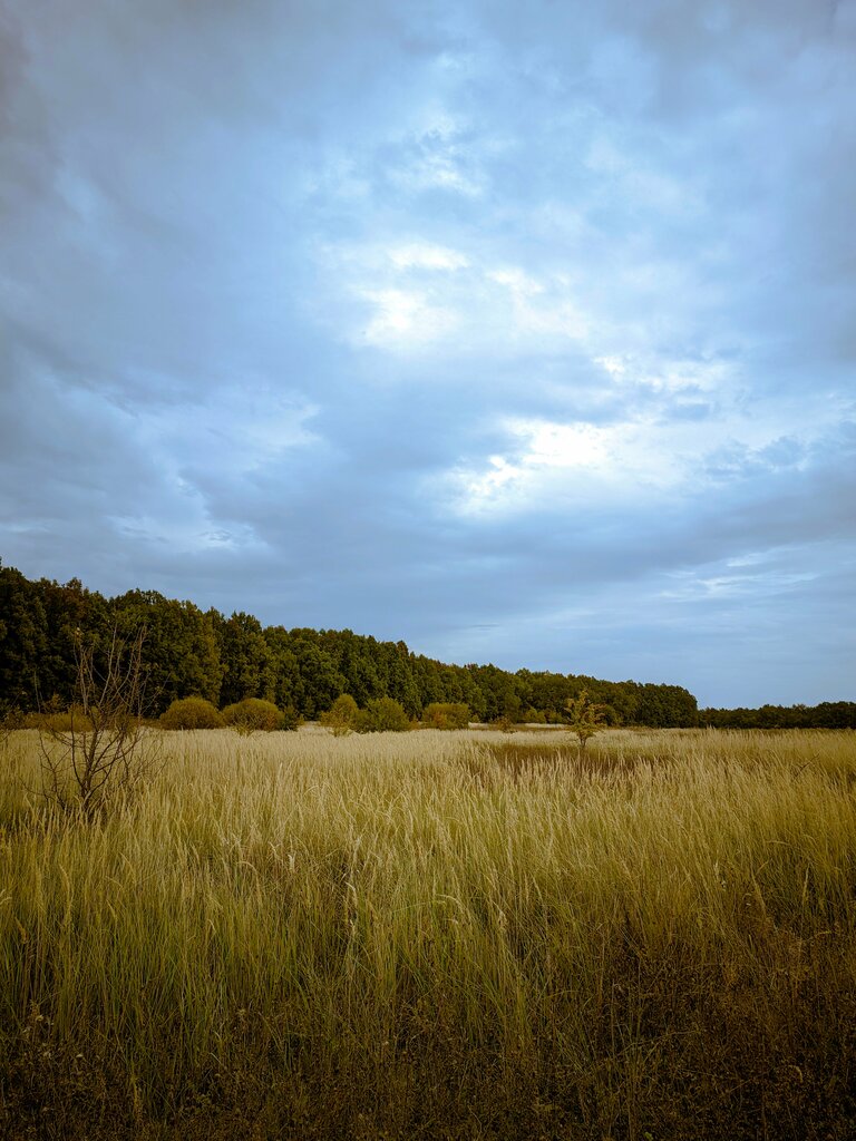 Orman Бахтин лес, Lipetskaya oblastı, foto