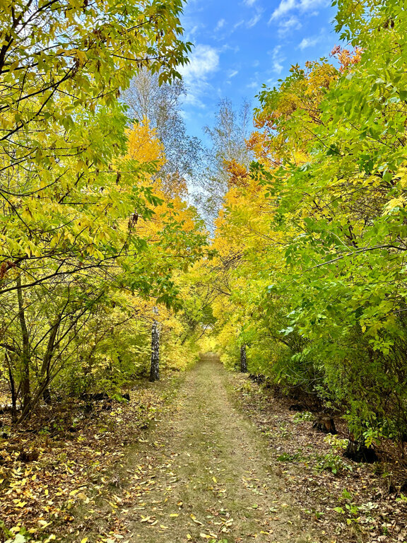 Doğa Экологическая тропа Волжский берег, Ulyanovskaya oblastı, foto