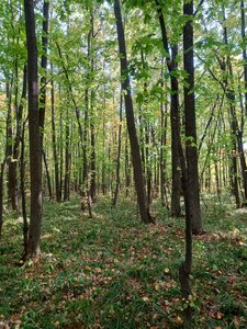 Старая Поливна (Ulyanovskiy rayon, les Vyshkinskaya Pristan), turistik yerler  Ulyanovsk'tan