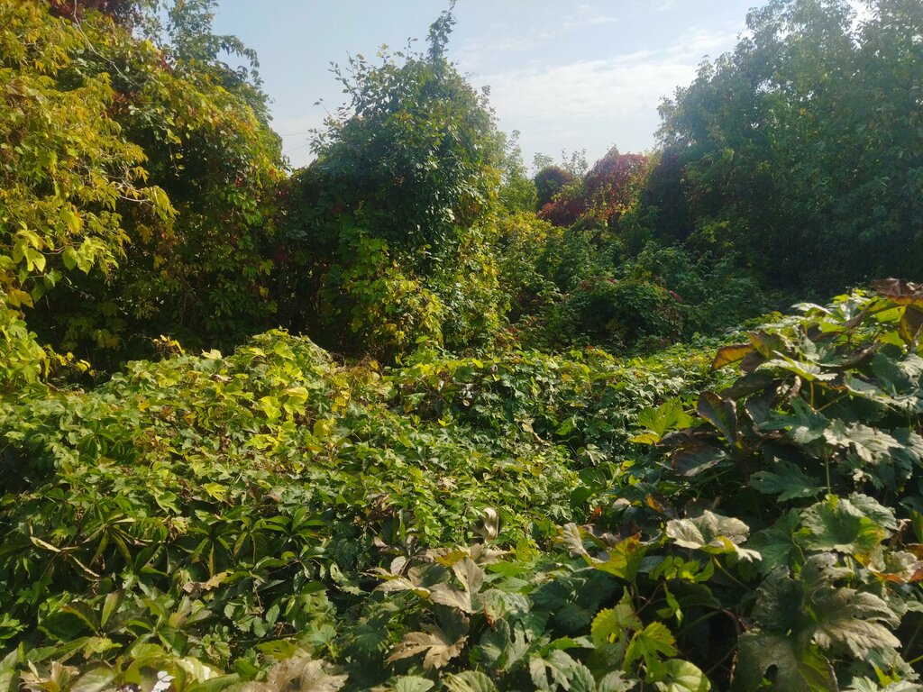 Bahçecilik dernekleri ve kuruluşları Сад № 2, Tolyatti (Togliatti), foto
