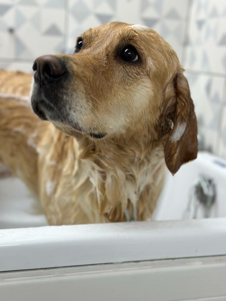 Evcil hayvan kuaförleri Groomingom, Minskaya oblastı, foto