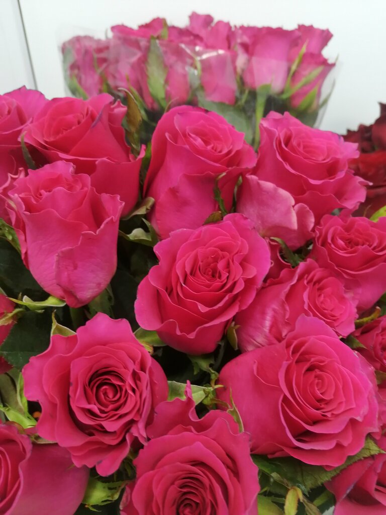 Çiçekçiler 1001 Роза, Hantı‑Mansi Özerk Okrugu, foto