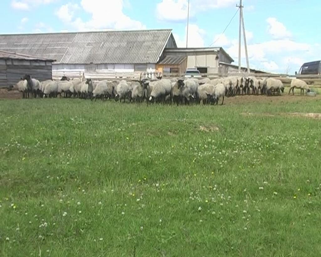 Hayvancılık Kfh Mekhanikovoy A. A., Vologodskaya oblastı, foto