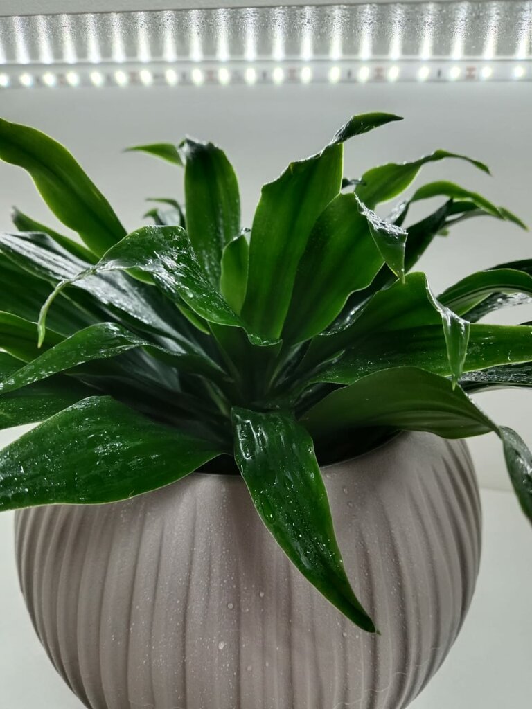 Çiçekçiler The green world, Kirov, foto