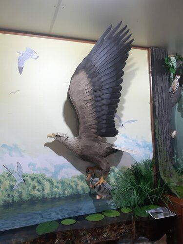 Müzeler ve sanat galerileri Музей орлана-белохвоста, Udmurtiya, foto
