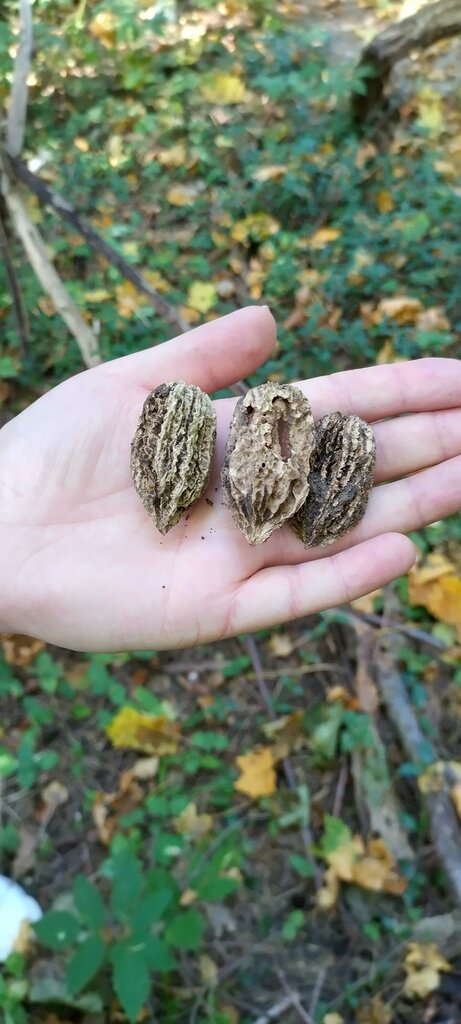 Doğa Манчжурский орех, Moskova ve Moskovskaya oblastı, foto