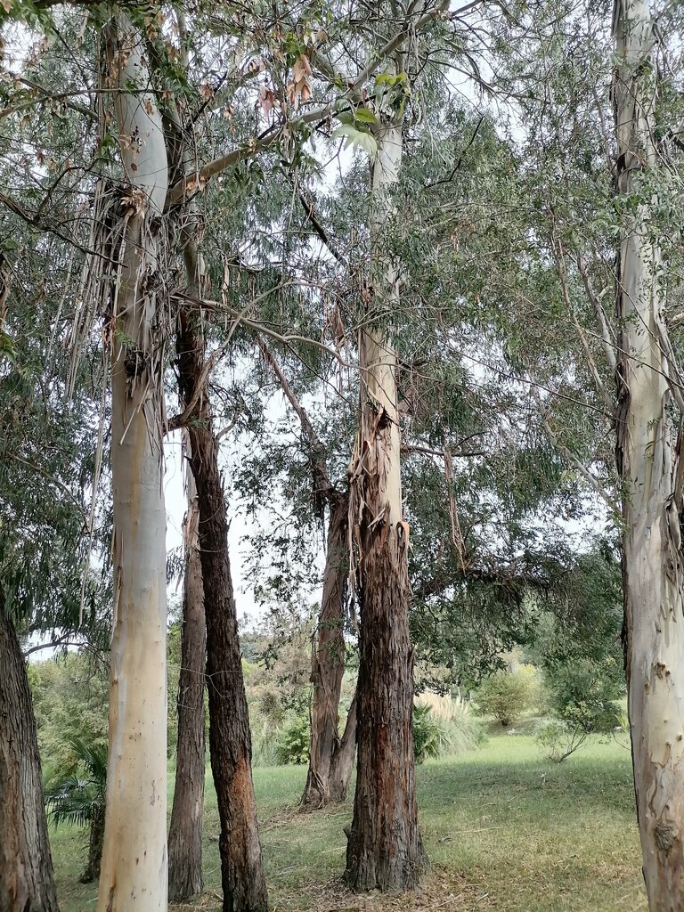 Orman Eucalyptus Grove, Soçi, foto