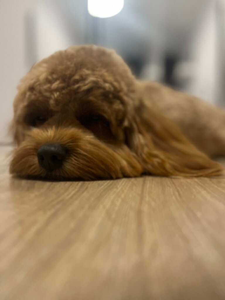 Evcil hayvan kuaförleri Woof and Meow, Moskova, foto