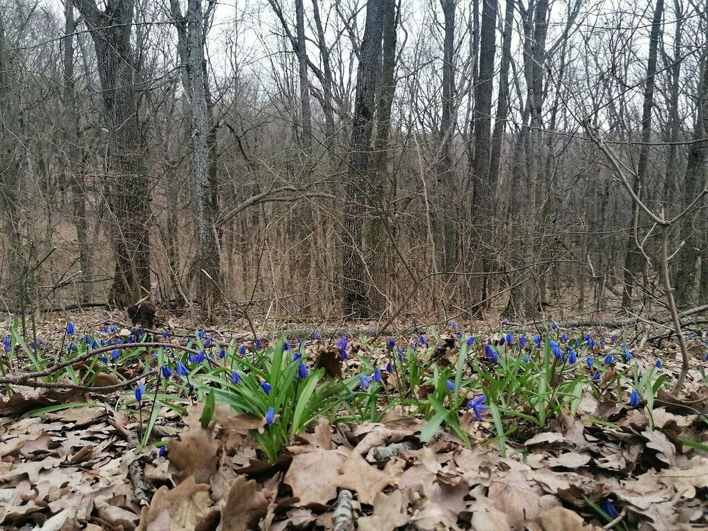 Orman Соломинская дубрава, Belgorodskaya oblastı, foto