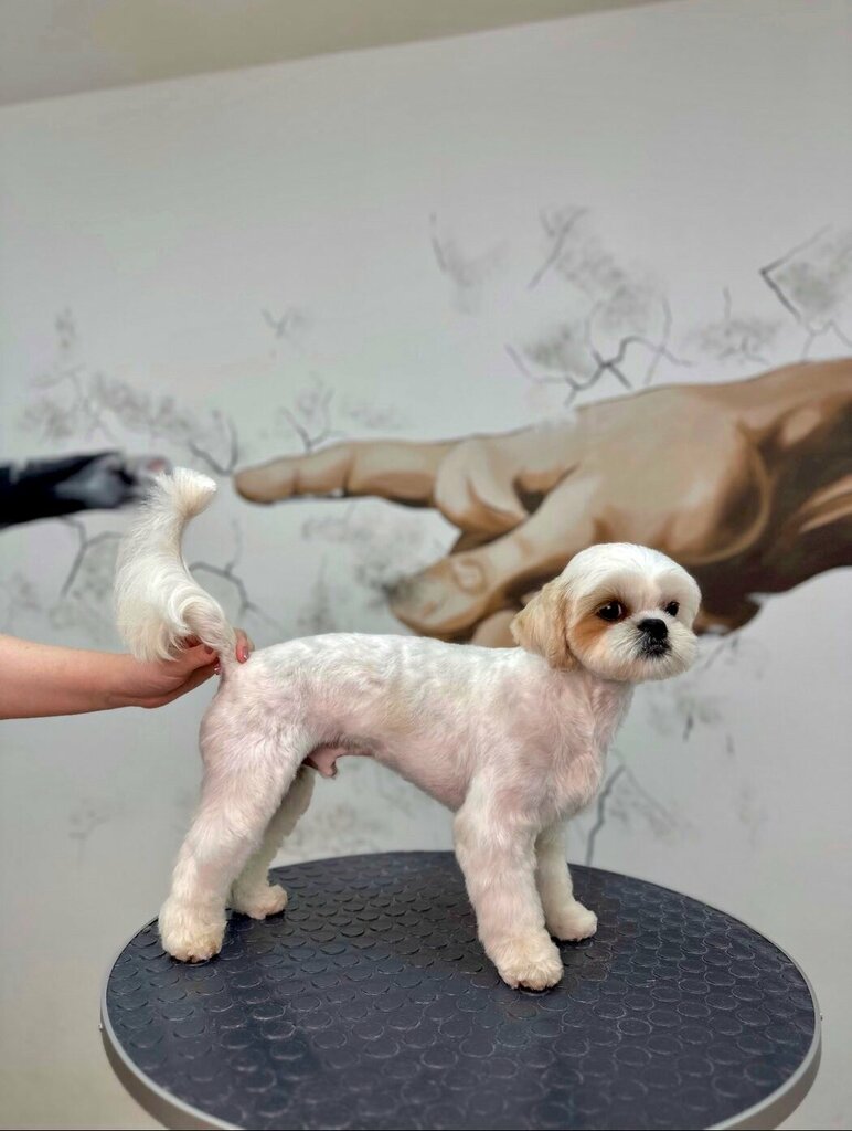 Evcil hayvan kuaförleri Grooming Formula, Voronej, foto