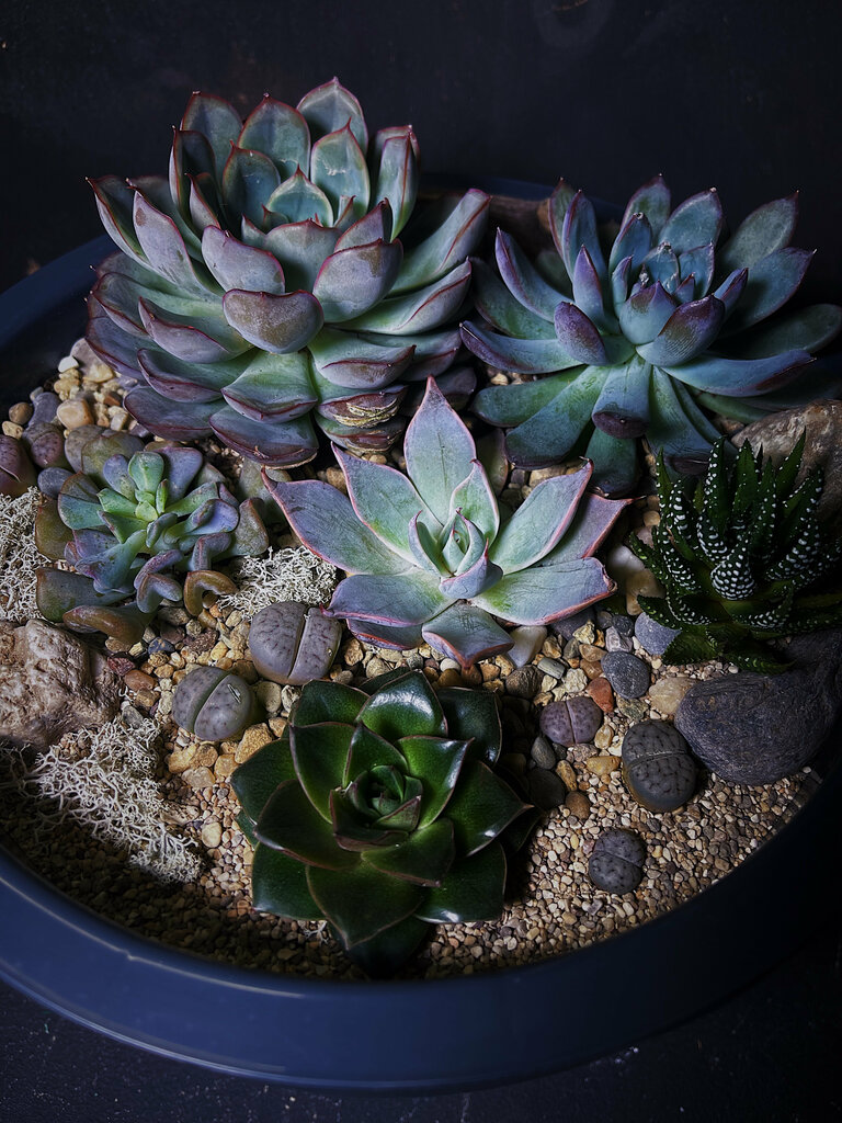 Çiçekçiler Flolefor, Moskova, foto