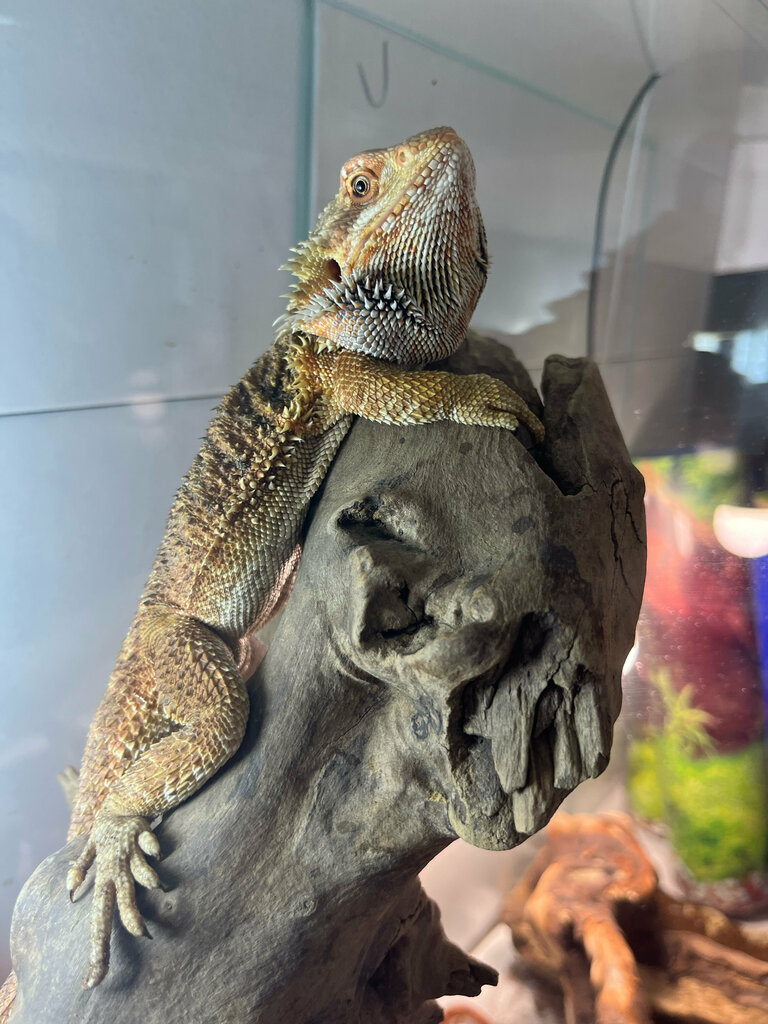 Petshop Зоомагазин, Krasnodarski krayı, foto