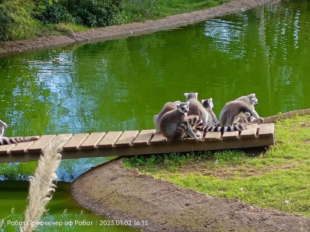 Hayvanat bahçeleri Jardin Zoologique de Rabat, Rabat, foto