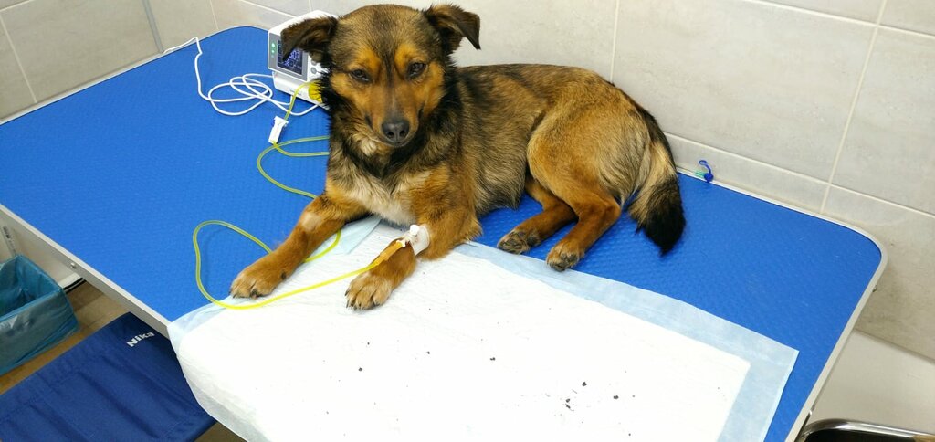 Veteriner klinikleri Zoo Доктор, Mihaylovka, foto