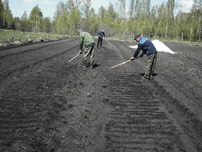 Ahşap endüstrisi Залесовский агролесхоз, Altayski krayı, foto