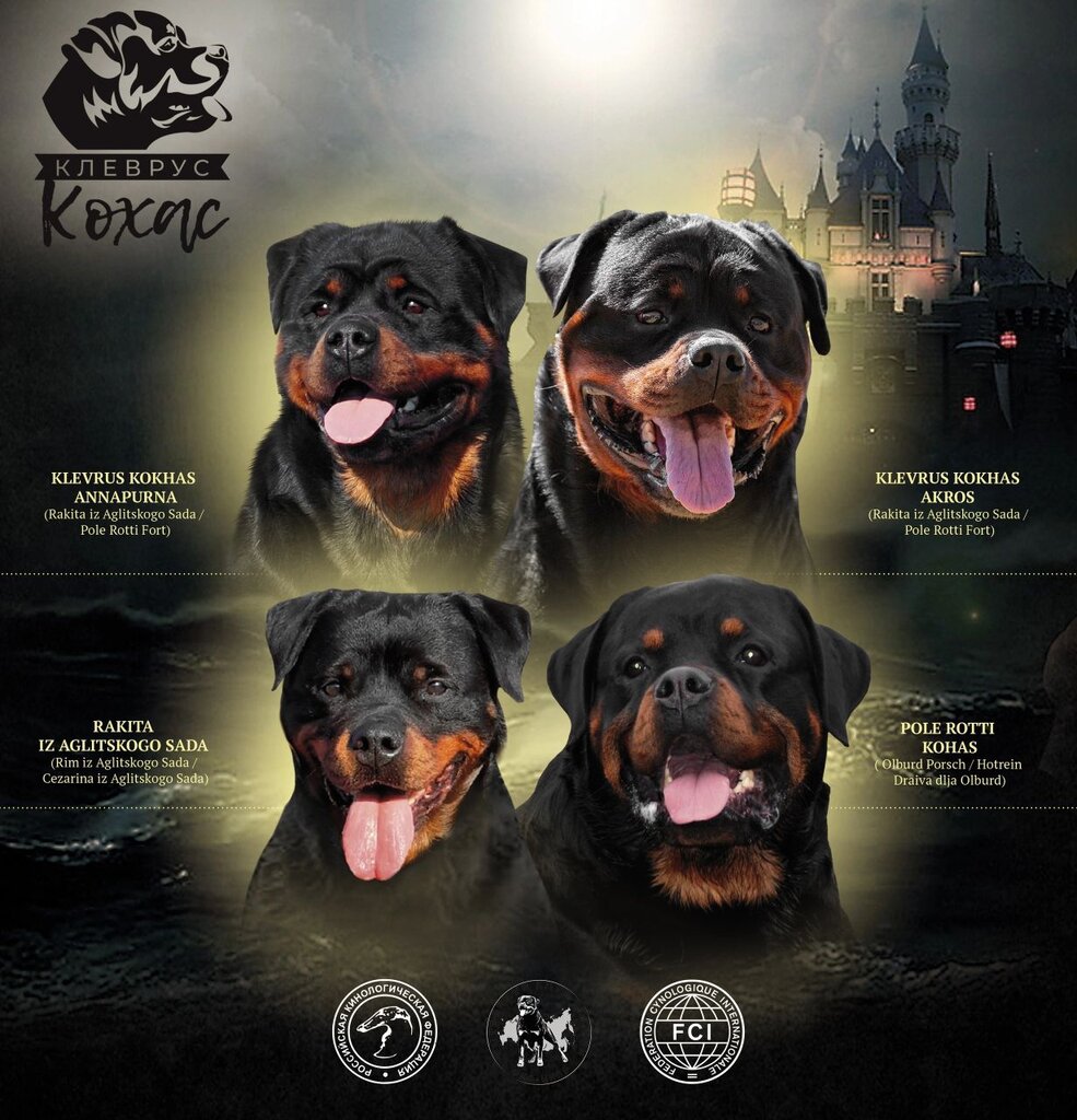 Evcil hayvan yetiştiricileri Klevrus Kokhas, İvanovskaya oblastı, foto