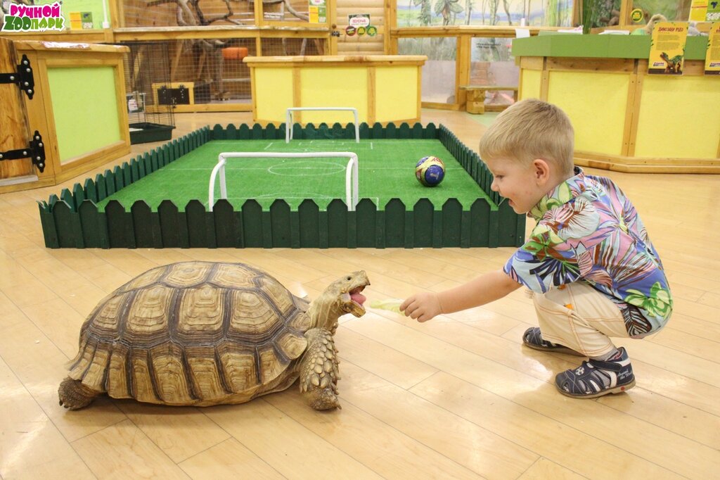 Hayvanat bahçeleri Ruchnoy zoopark, Tolyatti (Togliatti), foto