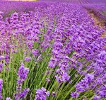Provence (Obyezdnaya ulitsa No:31А), çiçekçiler  Anapa'dan