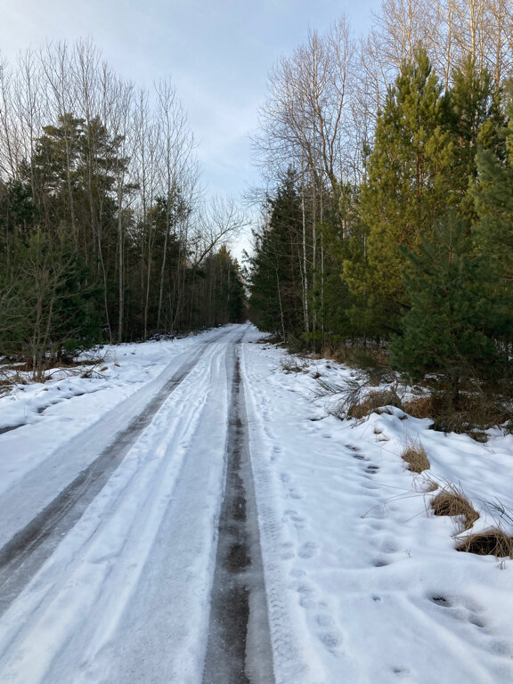 Doğa koruma alanı Щучинский заказник, Grodnenskaya oblastı, foto
