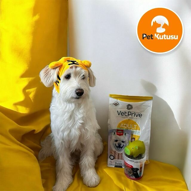 Petshop Petkutusu, İstanbul, foto