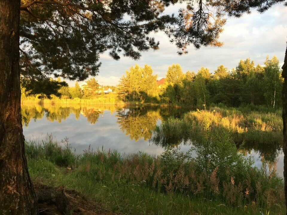 Orman Комсомольская роща, Tver, foto