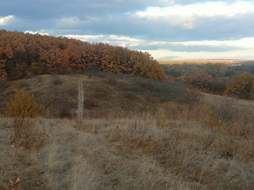 Orman Борисов лес, Belgorodskaya oblastı, foto