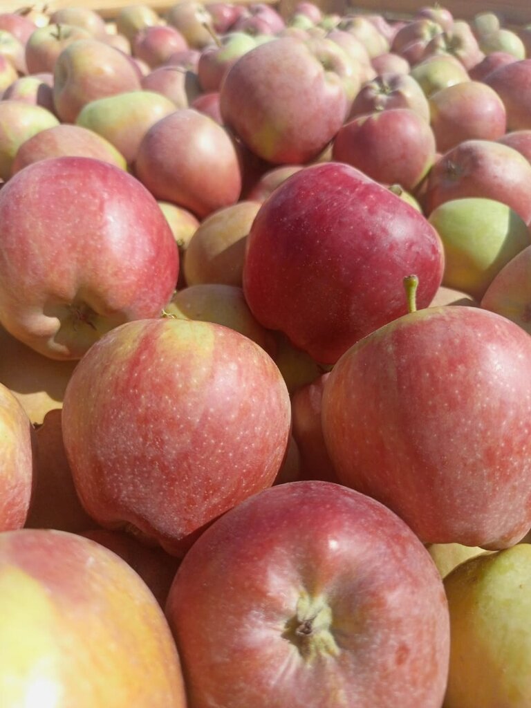 Toptan sebze ve meyve satışı Алекс Торг, Slaviansk‑na‑Kubani, foto