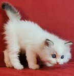 Ragdollhome (No:15, posyolok Gazoprovod), evcil hayvan yetiştiricileri  Moskova'dan