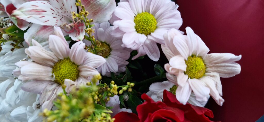 Çiçekçiler Цветы, Himki, foto