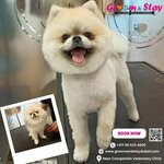 Groom&Stay (Mansoor Faqihi Building, Al Qusais Ind. Fifth, Deira, Dubai), evcil hayvan kuaförleri  Dubai'den