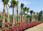 Maged Nurseries (23/11, Sheikh Maktoum Bin Rashid Al Maktoum Road, Fujairah Countryside), fidan yetiştiriciliği