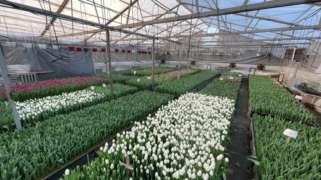 Sera ve bahçe ürünleri База цветов в Слободе, Minskaya oblastı, foto