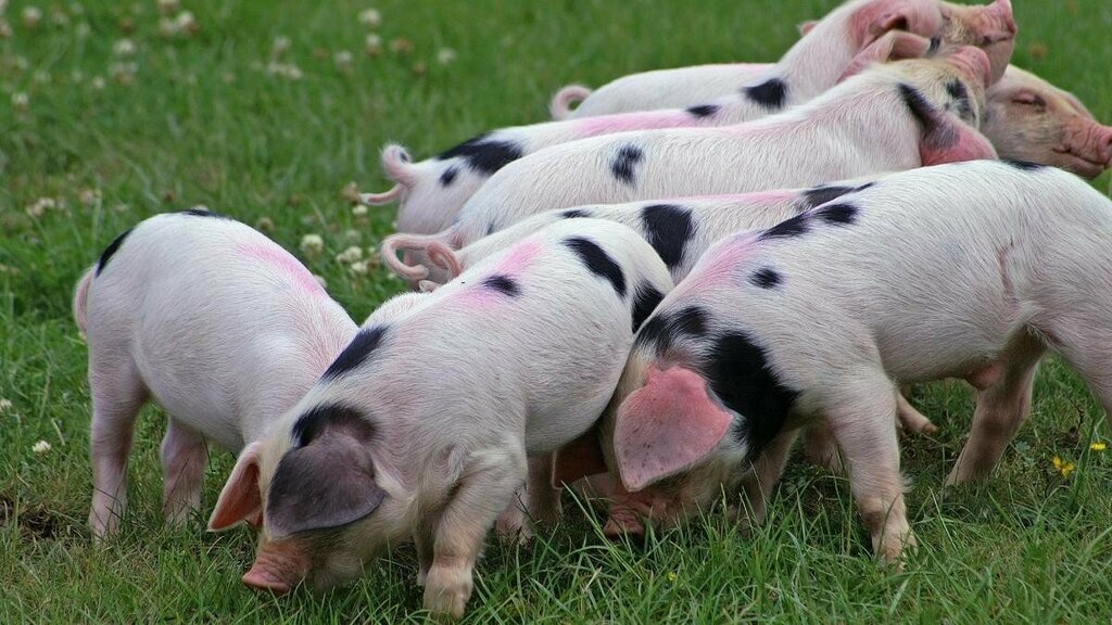 Tarım firmaları Свиноферма Ясенецкий, Lipetskaya oblastı, foto