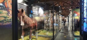 Savaş Atları Müzesi (Sivas, Sivas Merkez , Danişmentgazi Mah., Hamidiye Millet Bahçesi), müzeler ve sanat galerileri  Sivas'tan