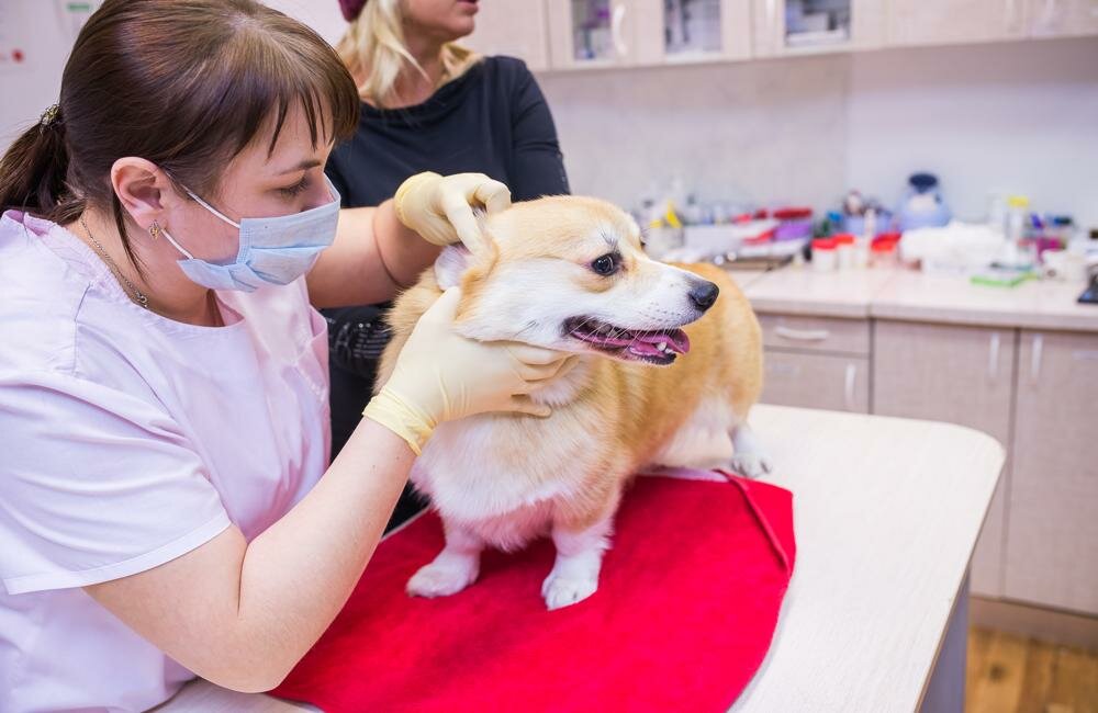 Veteriner klinikleri CHyornoe pyatnyshko, Moskova, foto