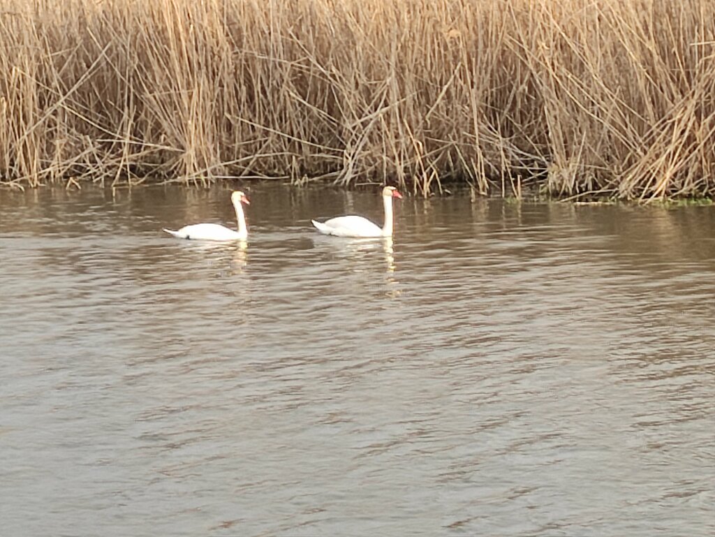 Plaj Пляж, Belgorodskaya oblastı, foto
