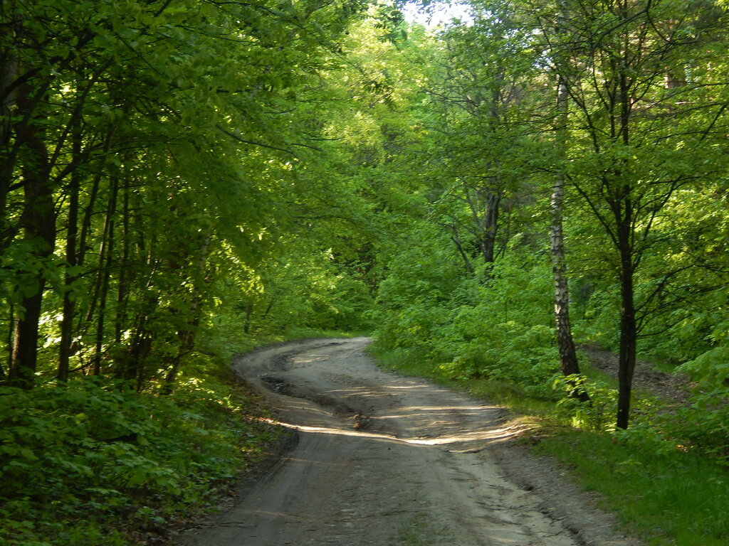 Orman урочище Проходное, Kurskaya oblastı, foto