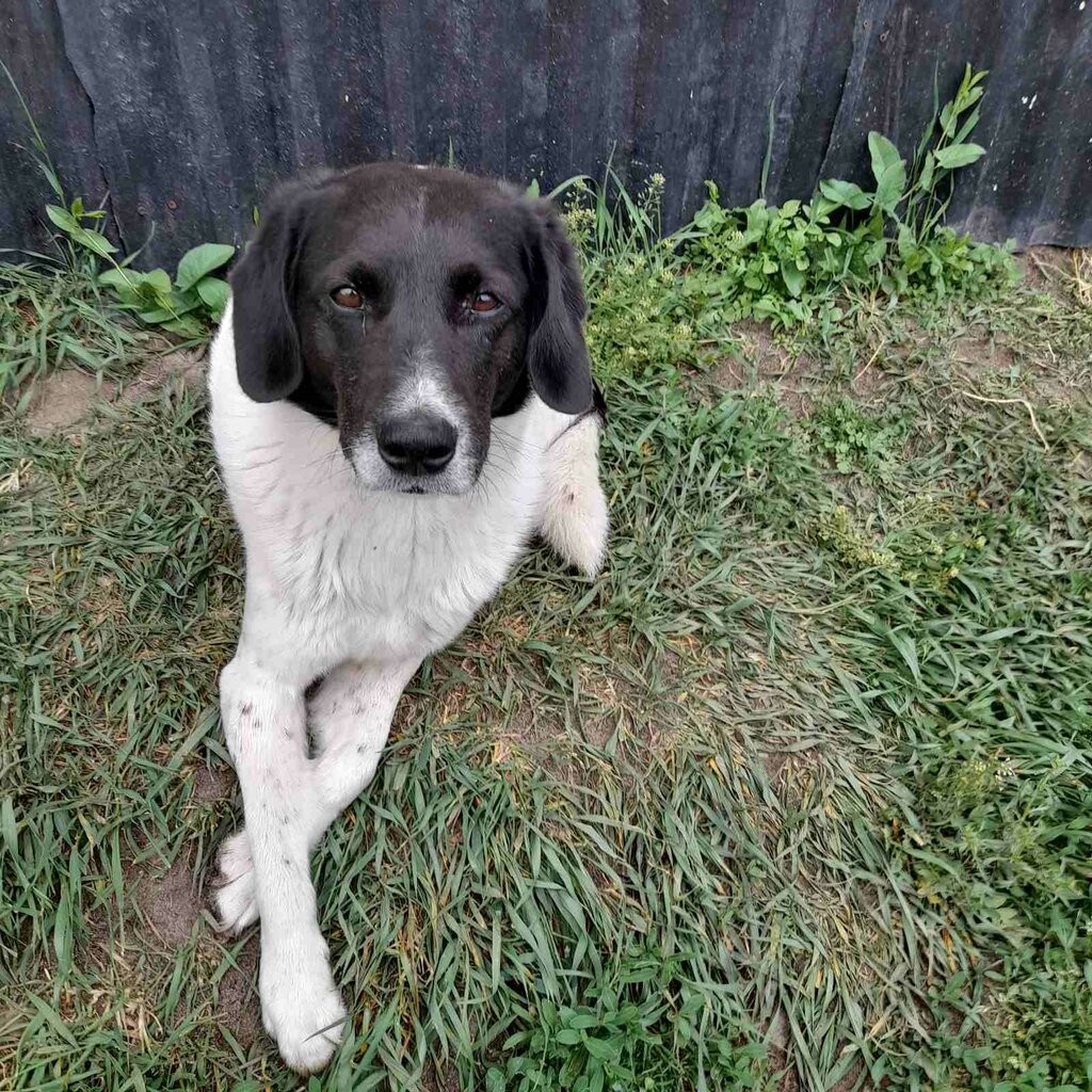 Veteriner klinikleri Isetskiy Mezhrajonnyy centr Veterinarii, Tümen (Tiumenskaya) oblastı, foto